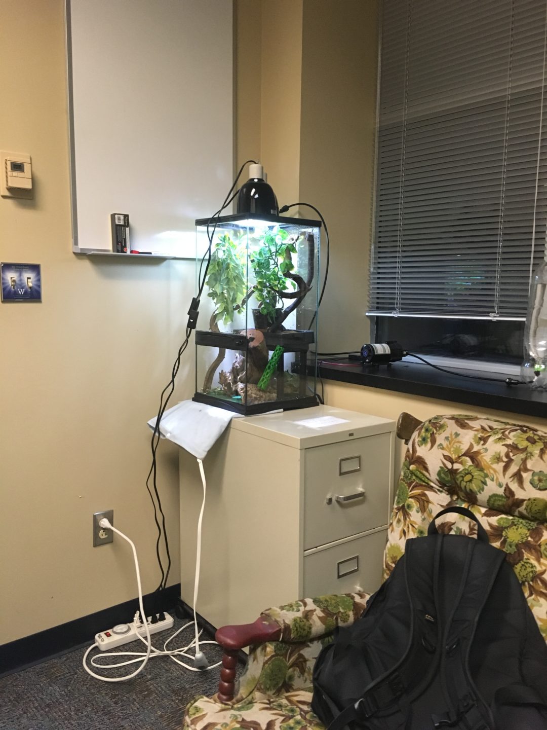 Lizards in the lab - HAGEY LAB