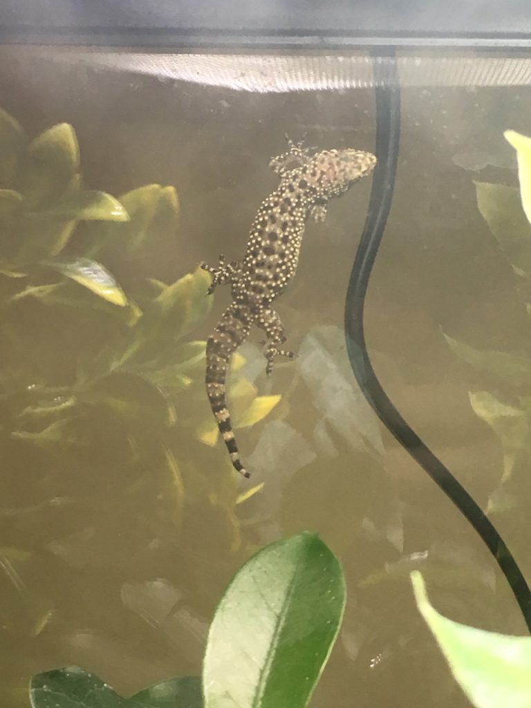 Lizards in the lab - HAGEY LAB