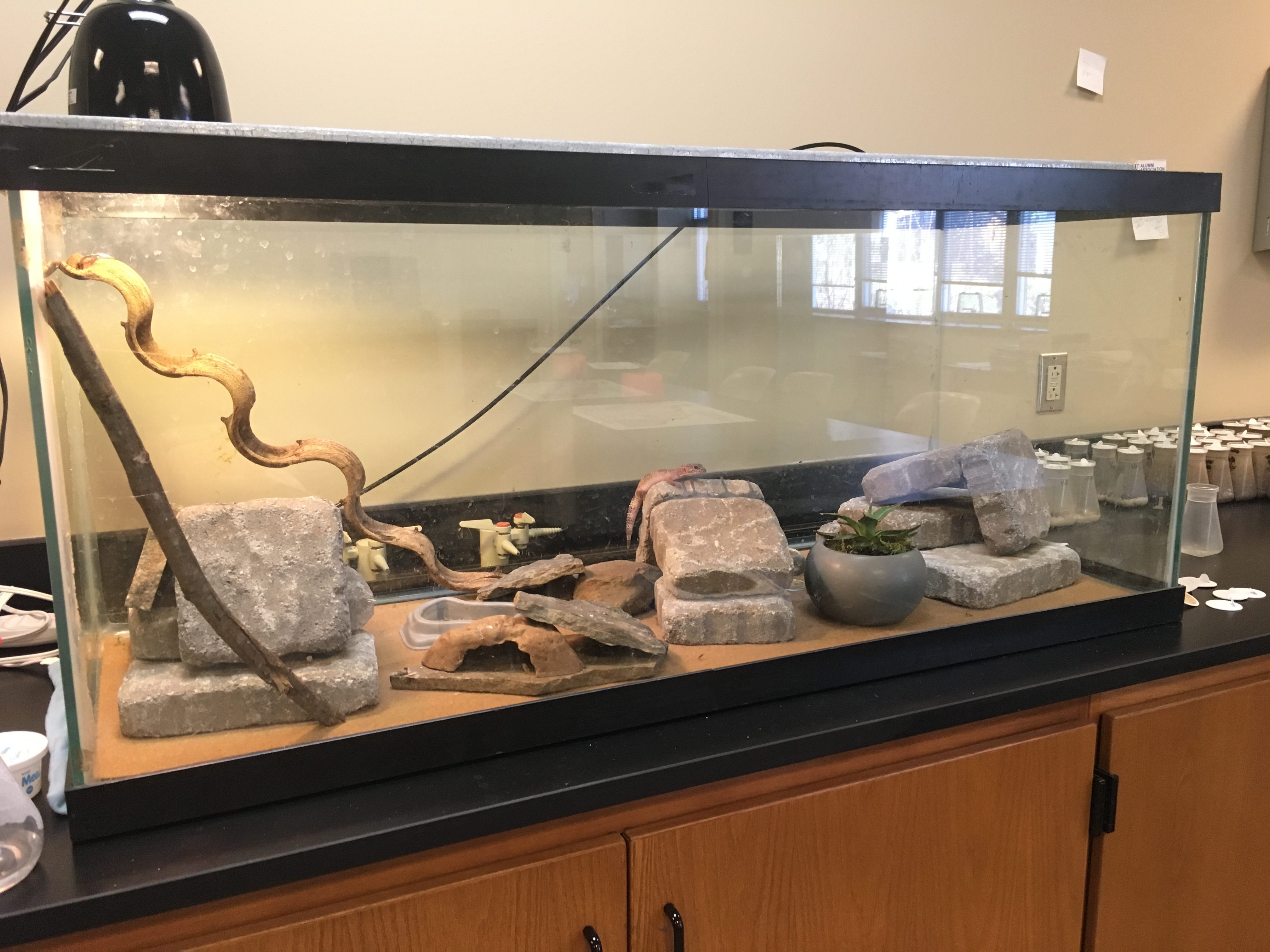 Lizards in the lab - HAGEY LAB